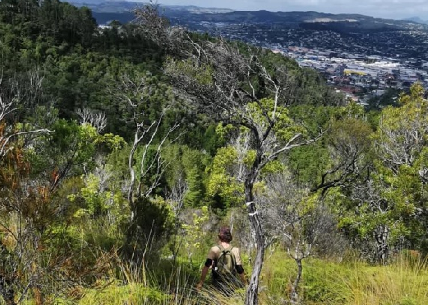 Parihaka Reserve sees predator control boost - Tiakina Te Taitokerau
